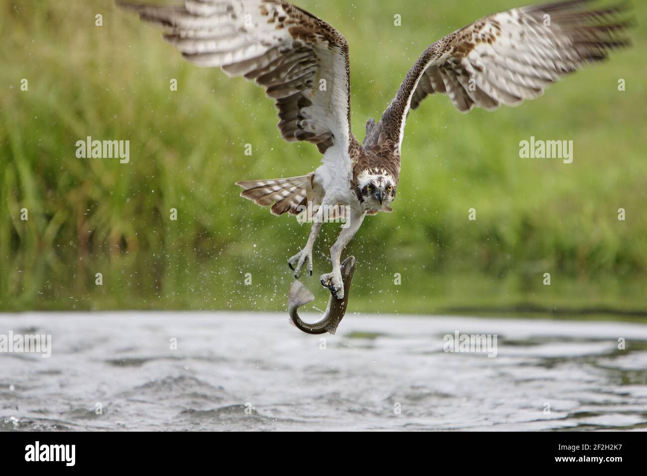 Osprey bird catching fish hi-res stock photography and images - Alamy