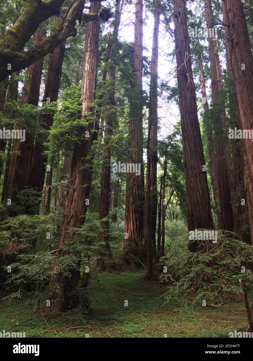 A vertical shot of tall redwood trees in a forest Stock Photo - Alamy