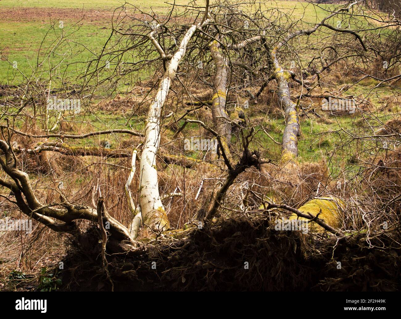 A fallen tree with roots exposed after high winds Stock Photo - Alamy