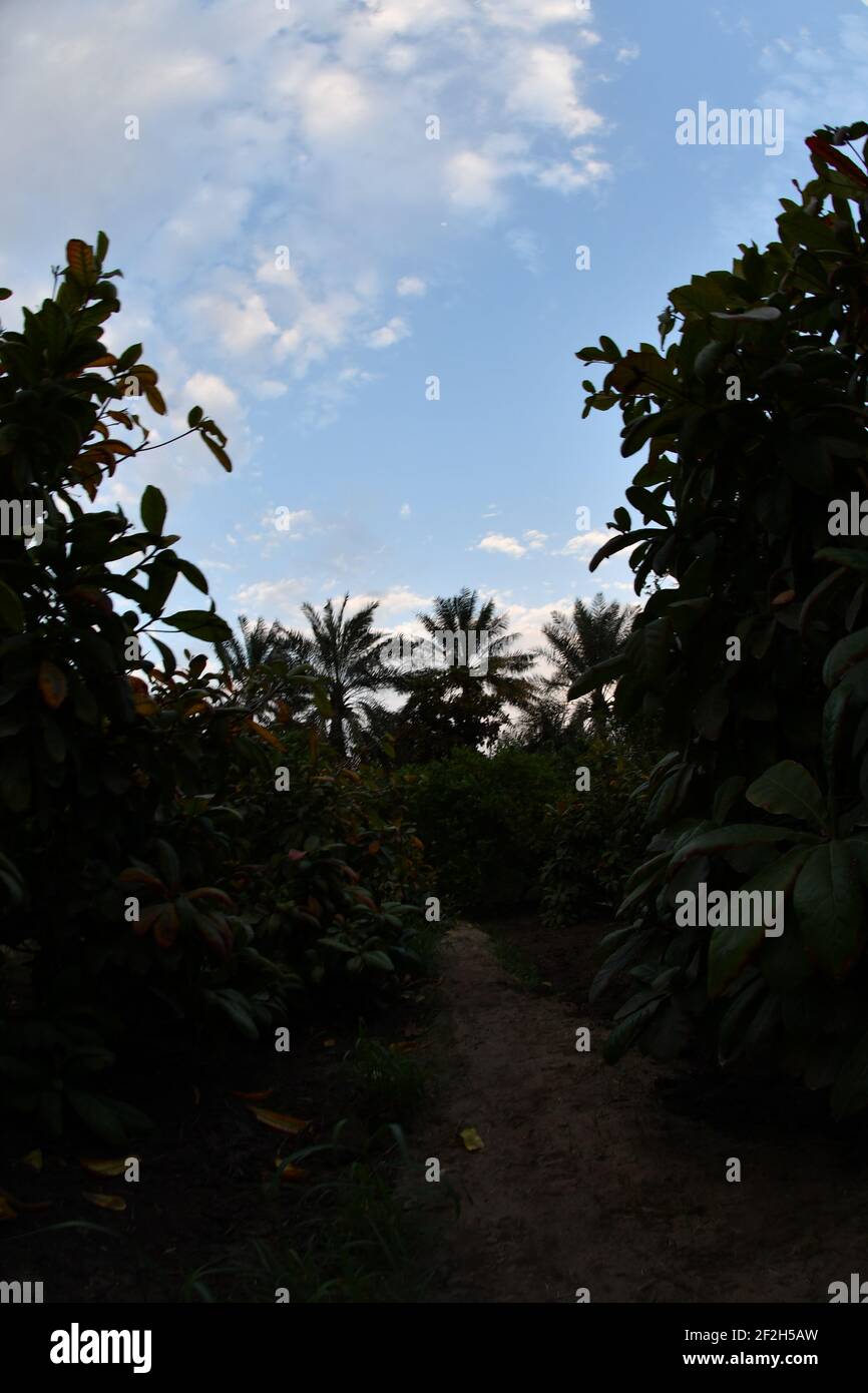Date palm , tree of the palm family cultivated for its sweet edible ...