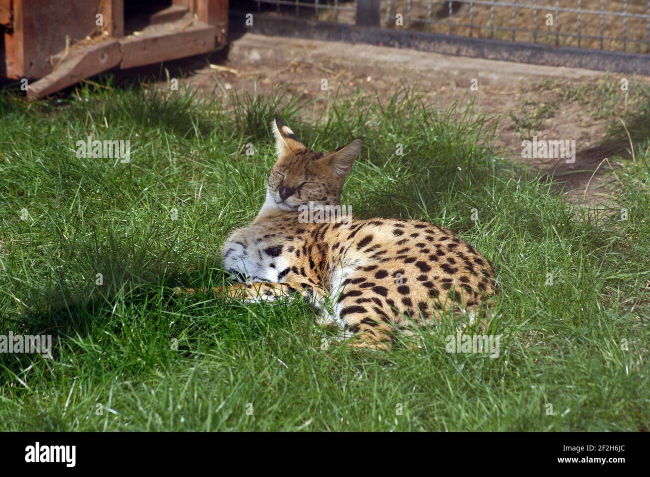Serval endangered animal hi-res stock photography and images - Alamy