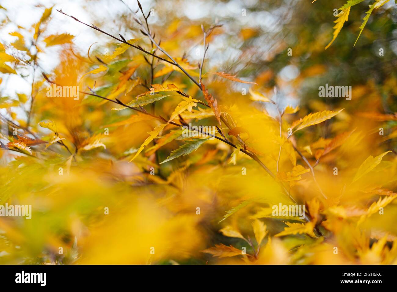 Discoloured Tree High Resolution Stock Photography and Images - Alamy