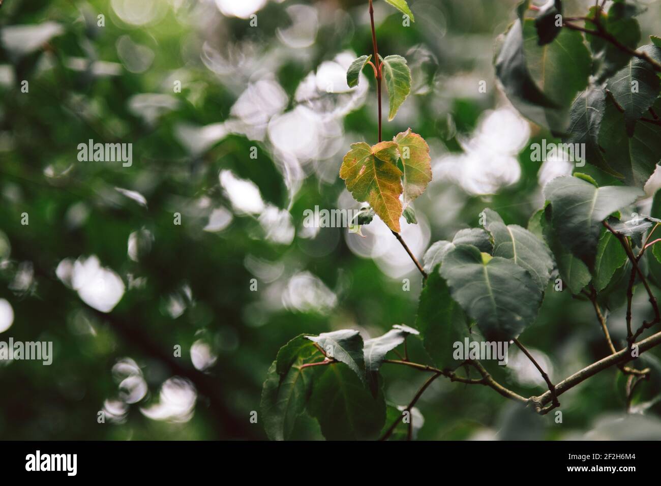 Deciduous tree, detail, branches, leaves Stock Photo - Alamy