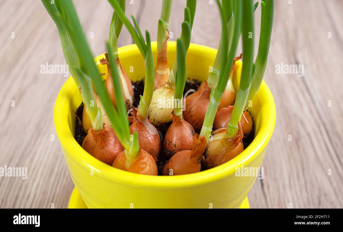 Growing Shallots Indoors