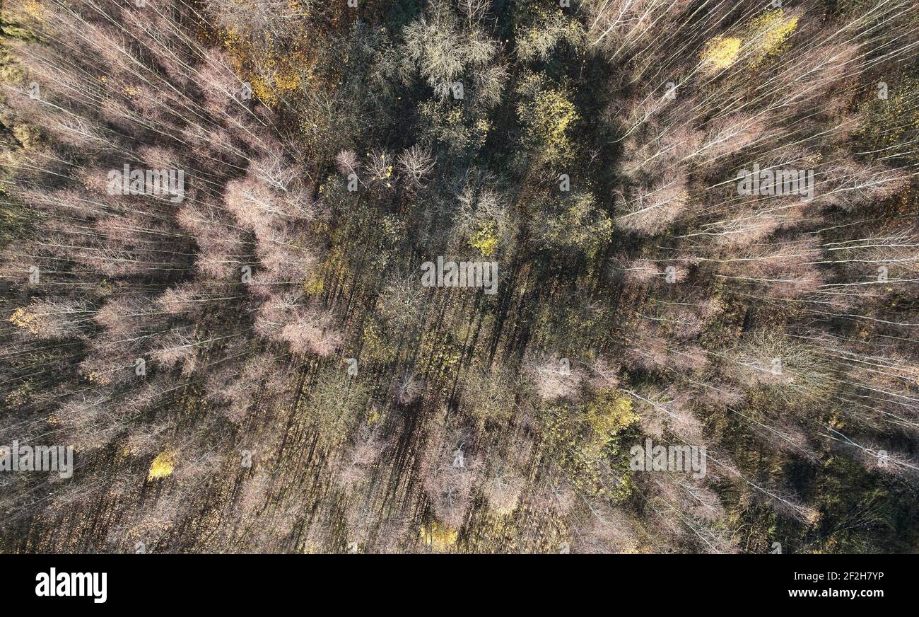 Autumn forest above top view with deep long shadows Stock Photo - Alamy