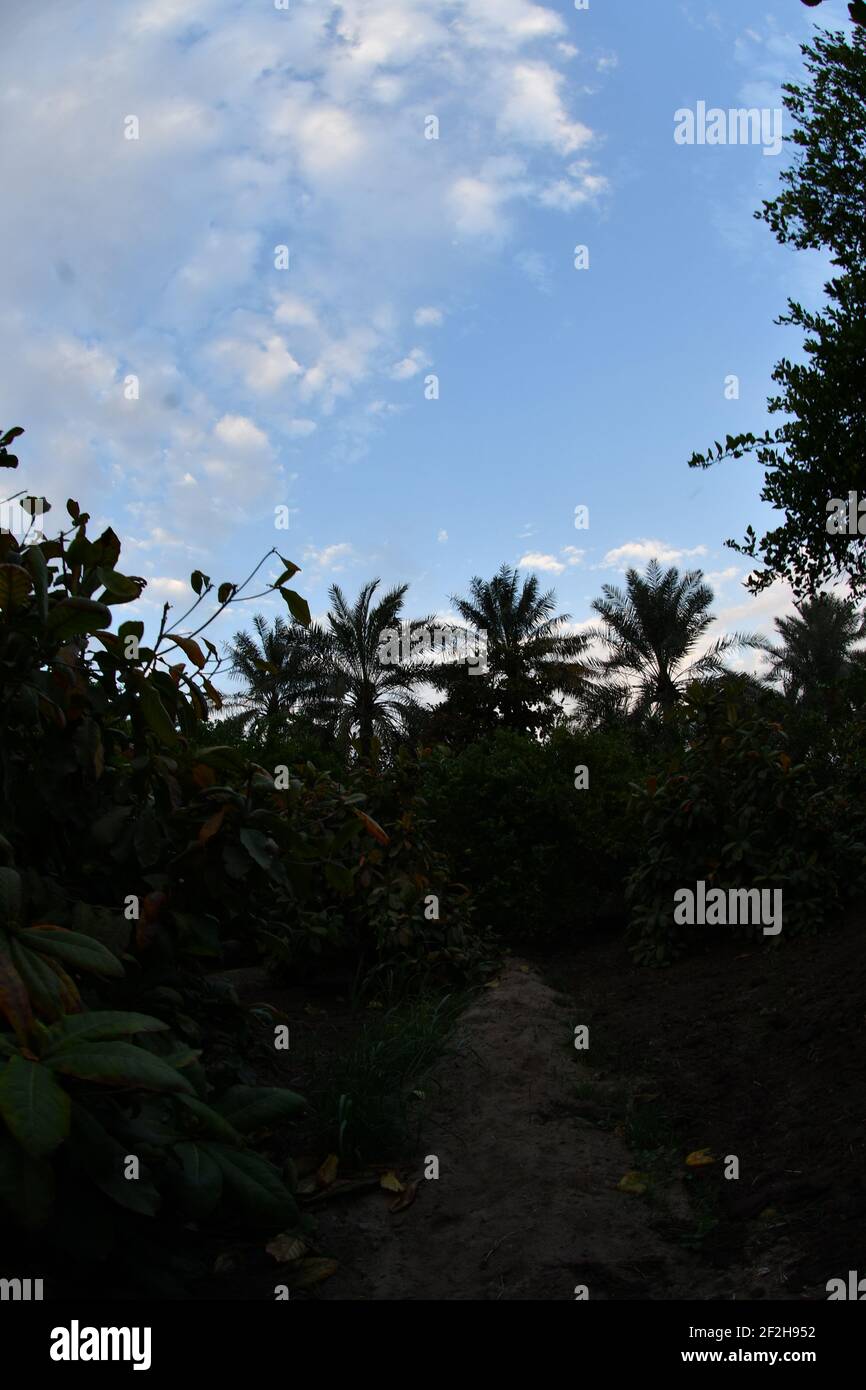Date palm , tree of the palm family cultivated for its sweet edible ...