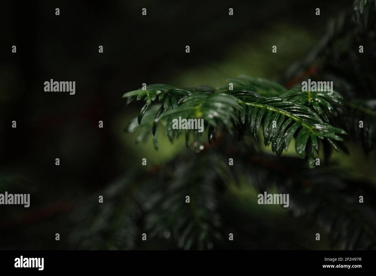 Conifer, branch, detail Stock Photo - Alamy