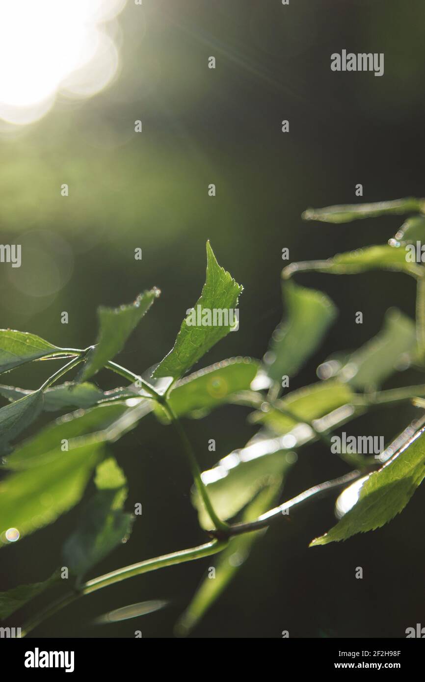 Plant, leaves, detail, back light Stock Photo - Alamy