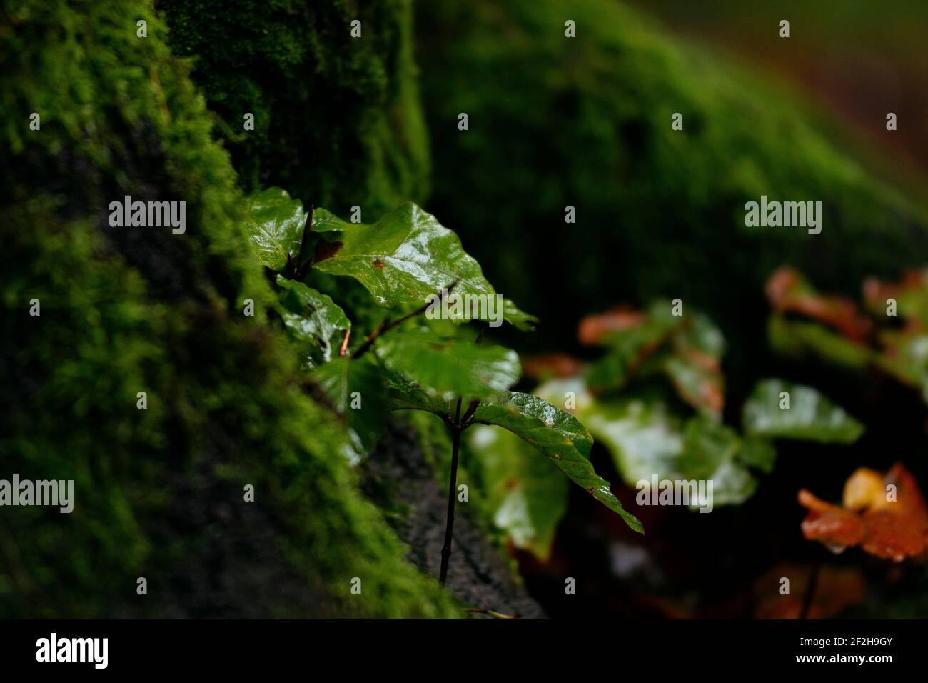 Damp habitats hi-res stock photography and images - Alamy