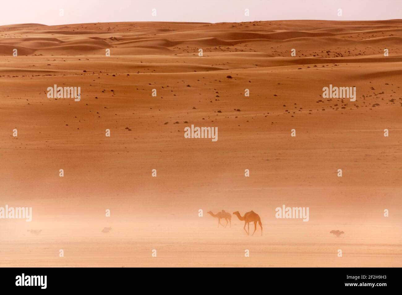 TRAVEL - Sultanate of Oman - Beduin camel stable at Al Qabil - 30/03/10 ...
