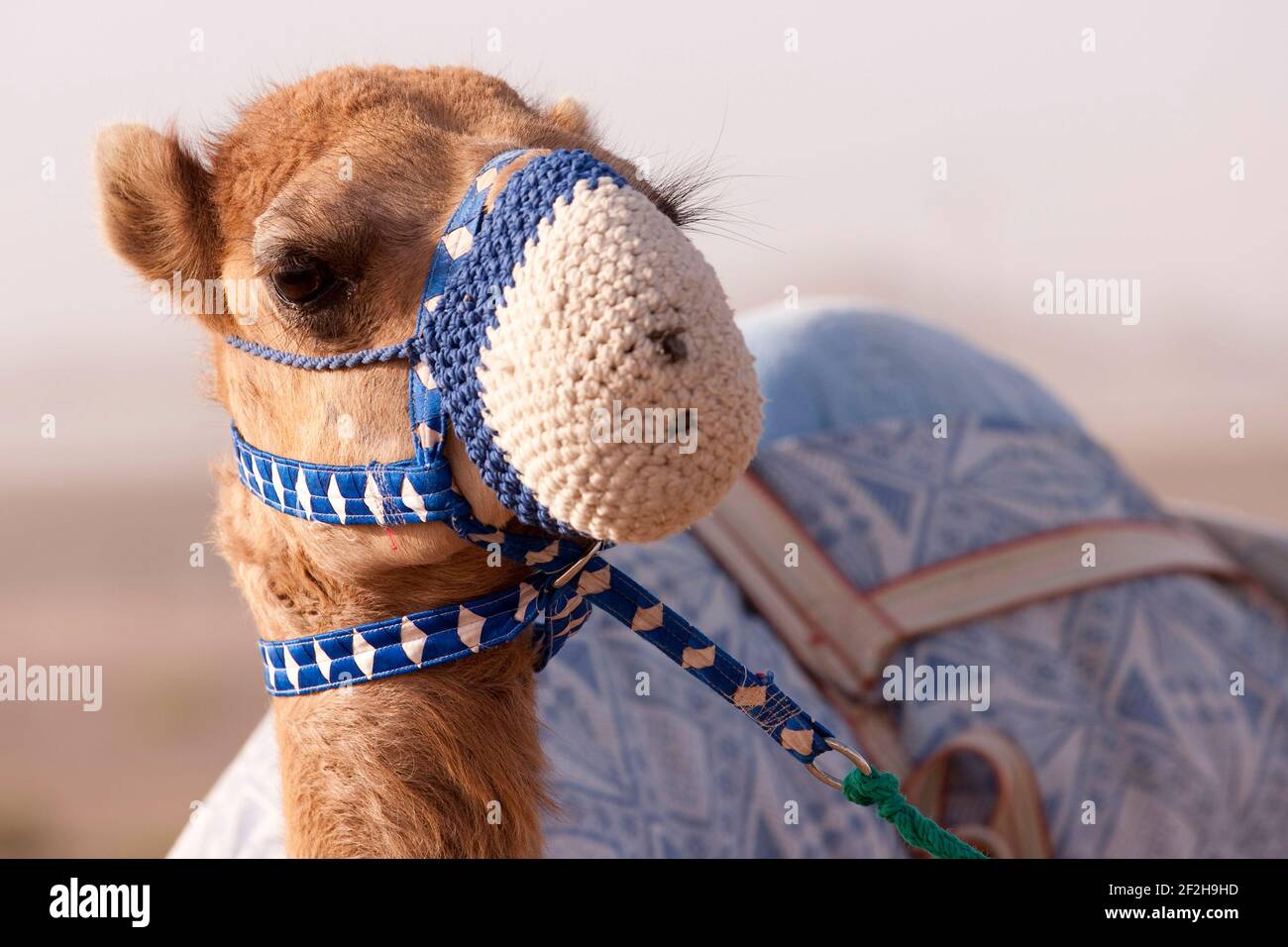TRAVEL - Sultanate of Oman - Beduin camel stable at Al Qabil - 30/03/10 ...