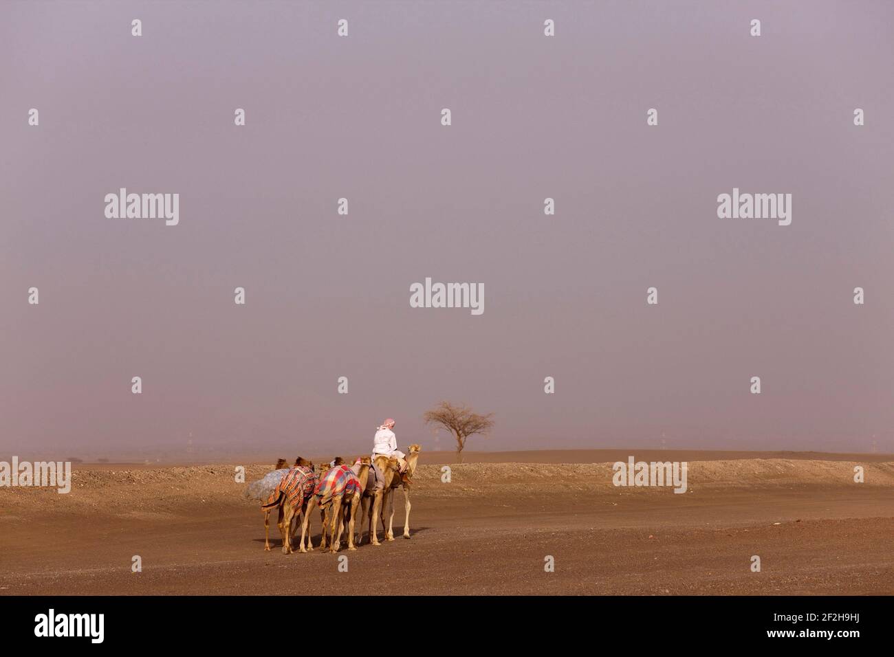 TRAVEL - Sultanate of Oman - Beduin camel stable at Al Qabil - 30/03/10 ...