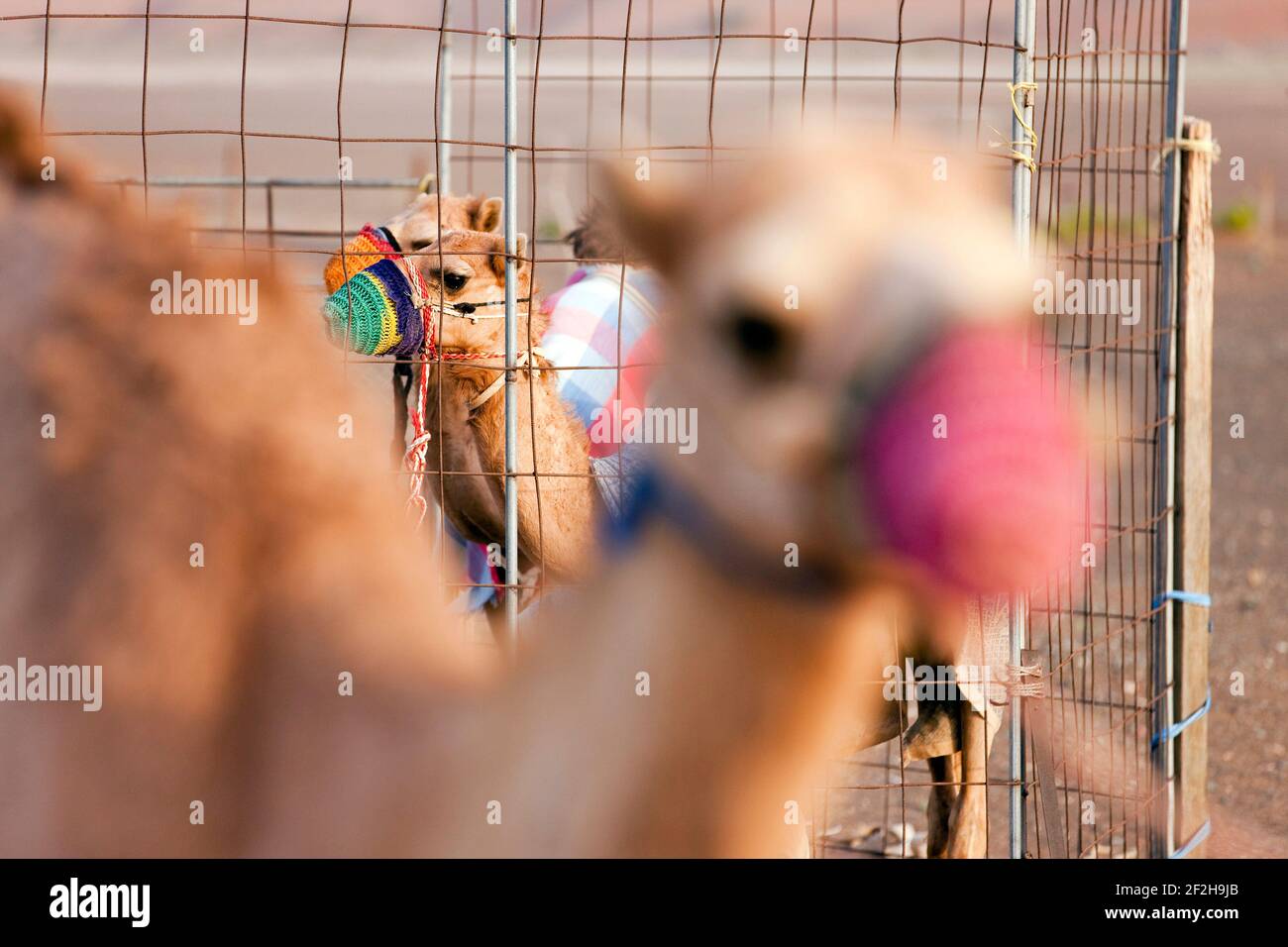 TRAVEL - Sultanate of Oman - Beduin camel stable at Al Qabil - 30/03/10 ...