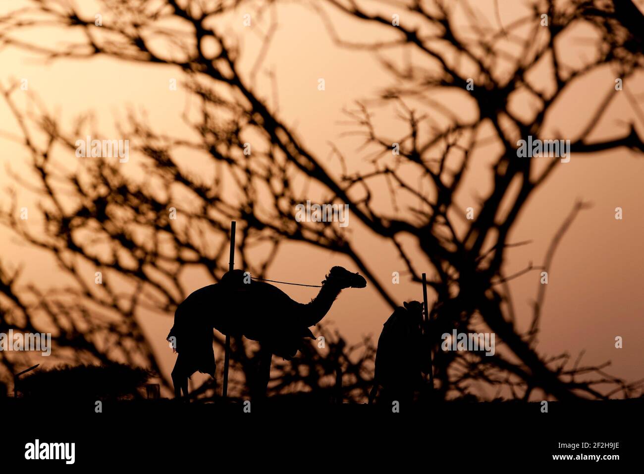 TRAVEL - Sultanate of Oman - Beduin camel stable at Al Qabil - 30/03/10 ...