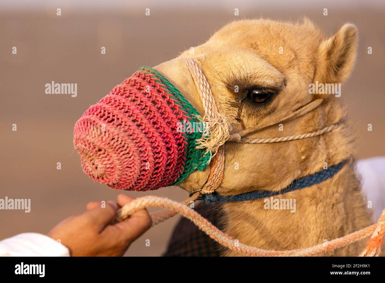 TRAVEL - Sultanate of Oman - Beduin camel stable at Al Qabil - 30/03/10 ...