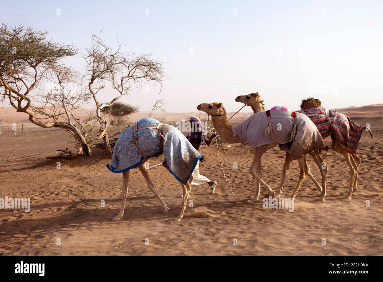 Camel stable hi-res stock photography and images - Alamy