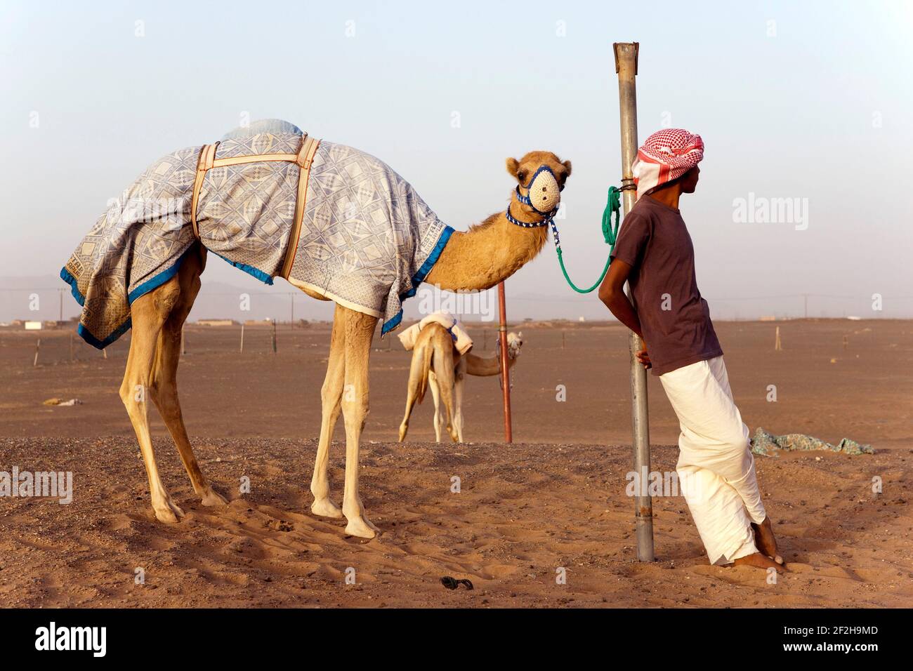 TRAVEL - Sultanate of Oman - Beduin camel stable at Al Qabil - 30/03/10 ...