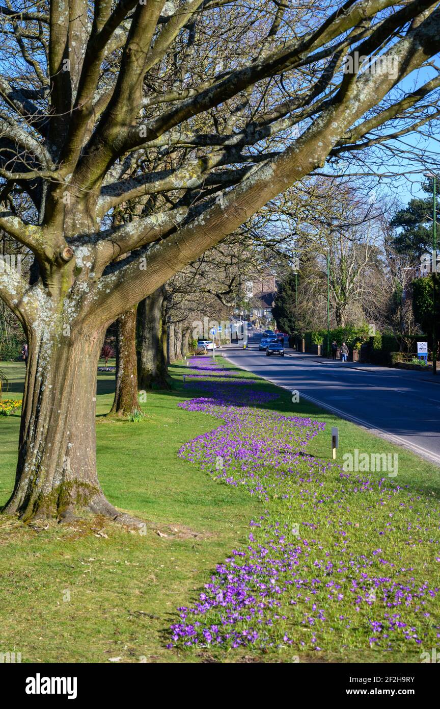 Field crocuses in west hi-res stock photography and images - Alamy