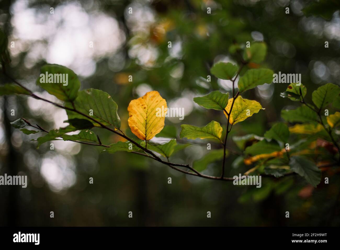 Beech, detail, branch, leaves Stock Photo - Alamy