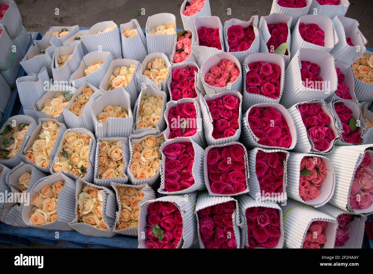 Red and White Roses at Phool Mandi, Lenore India Stock Photo - Alamy