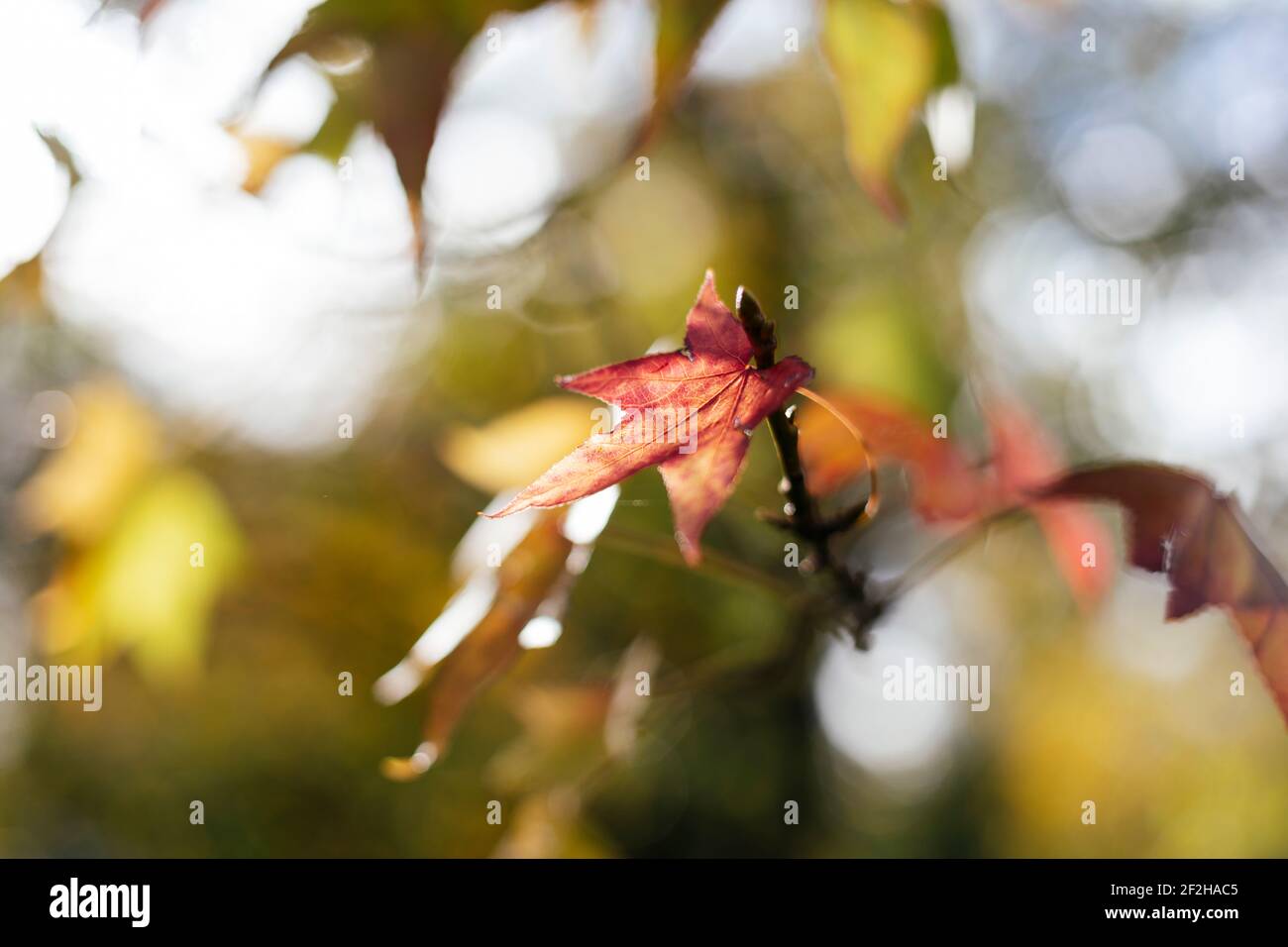 Discoloured Tree High Resolution Stock Photography and Images - Alamy