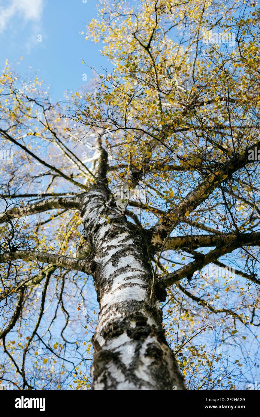 Birch, betula, detail, from below Stock Photo - Alamy