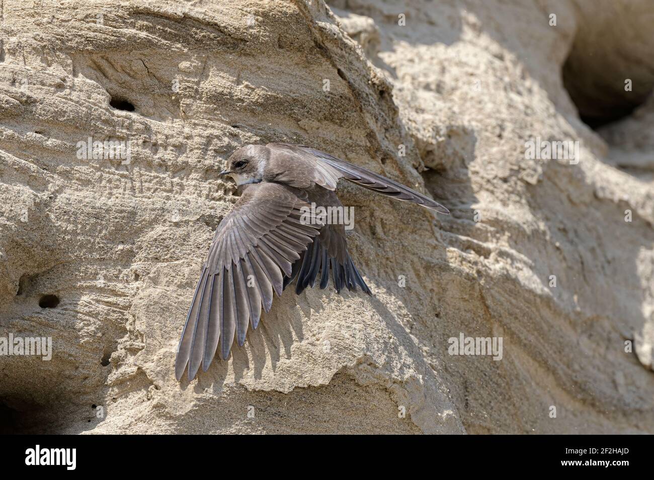 Martin species hi-res stock photography and images - Alamy