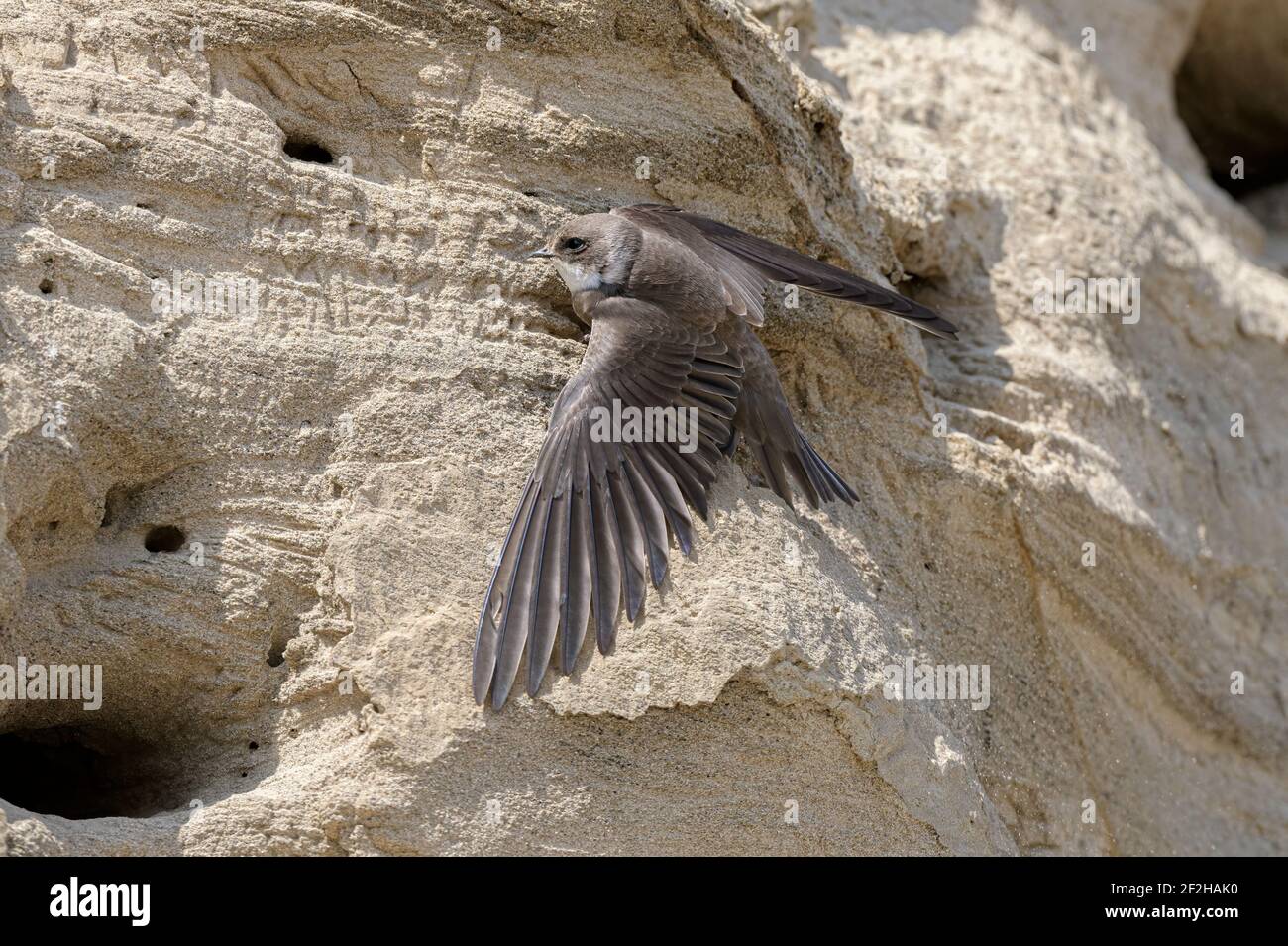 Hirundine species hi-res stock photography and images - Alamy