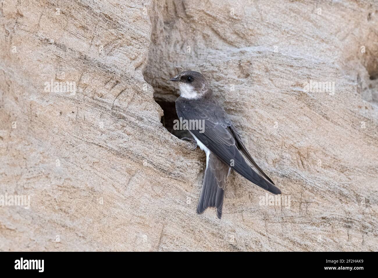 Sand Martin, Riparia riparia, adult bird at nesting burrow entrance ...