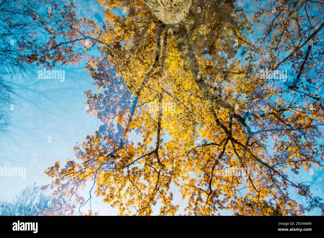 Deciduous forest, fall foliage, double exposure Stock Photo - Alamy