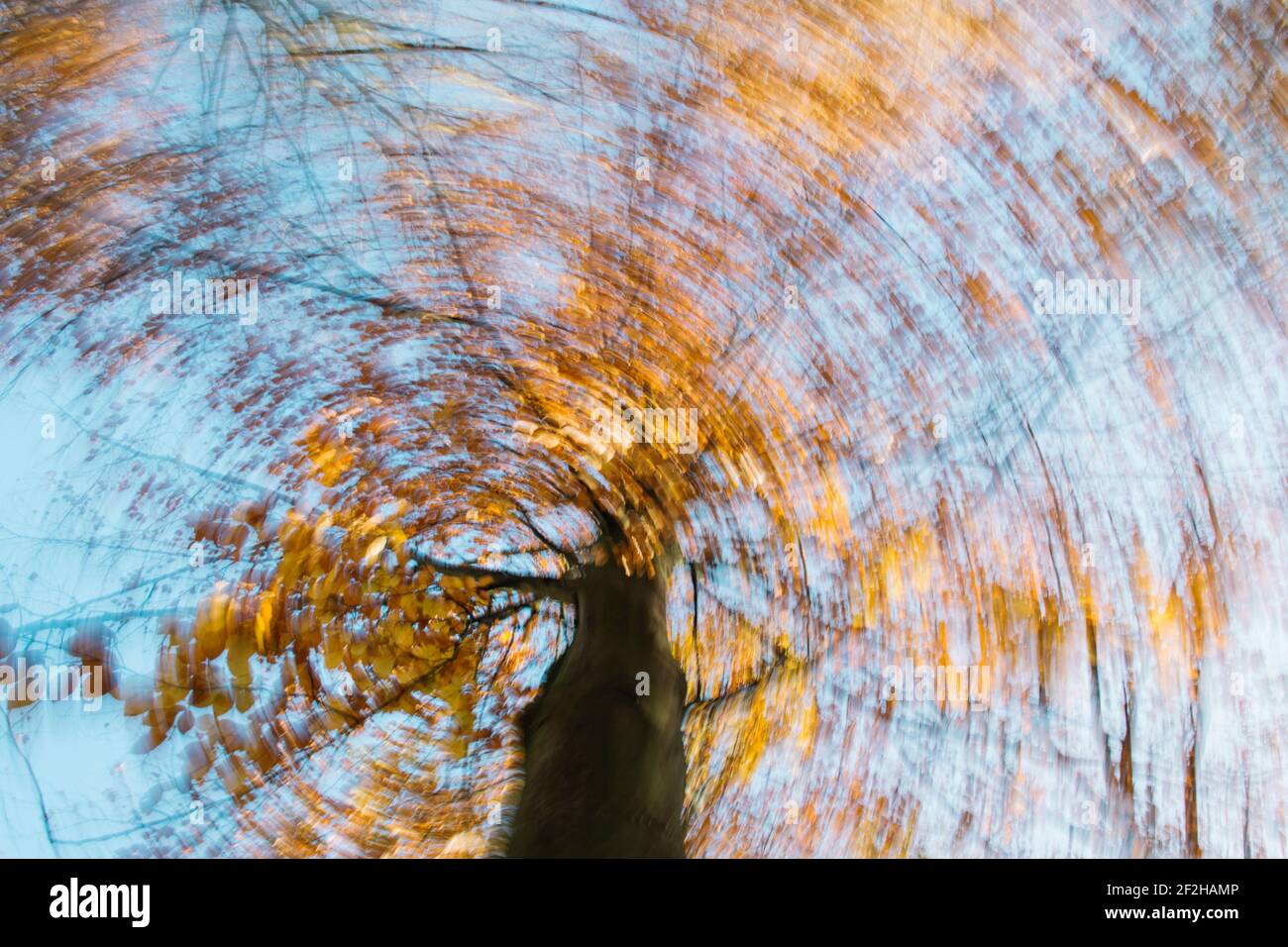 Autumn, birches, from below Stock Photo - Alamy