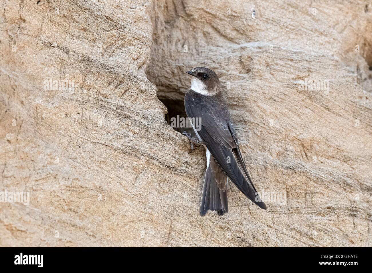 Sand Martin, Riparia riparia, adult bird at nesting burrow entrance ...