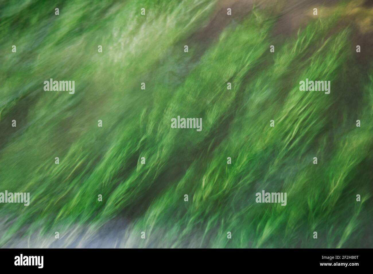 Stream aquatic plants hi-res stock photography and images - Alamy