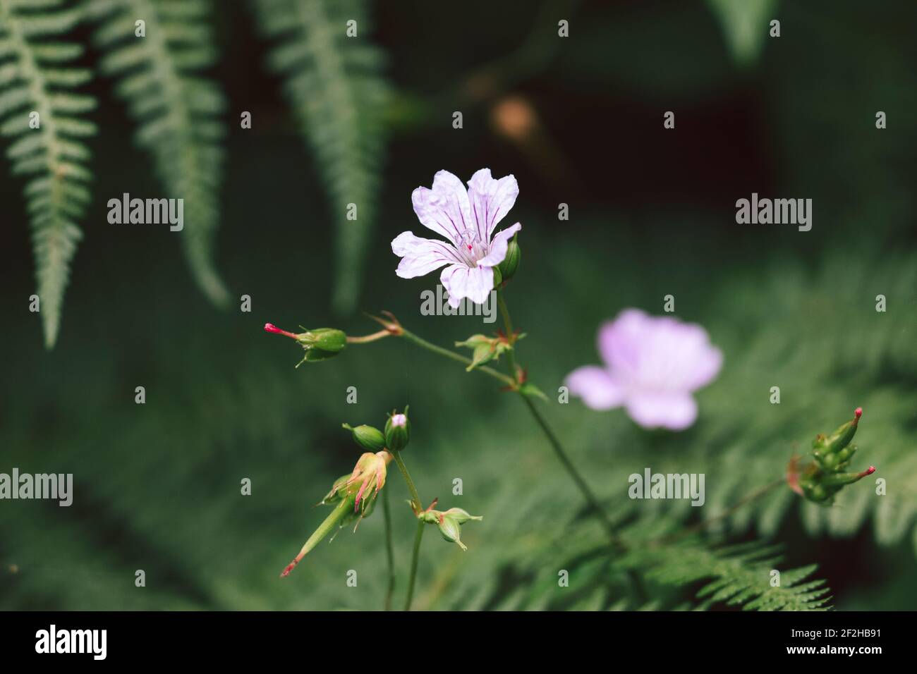 Fern, geranium, detail, blur Stock Photo - Alamy