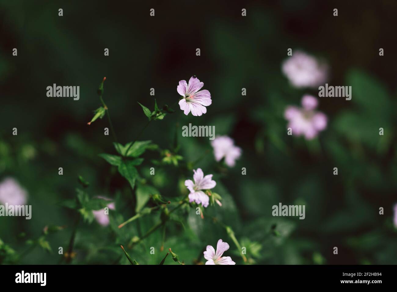 Fern, geranium, detail, blur Stock Photo - Alamy