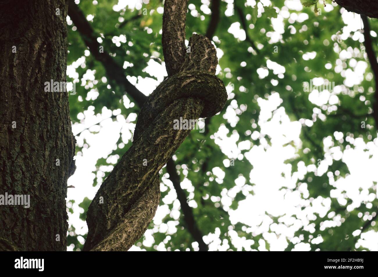 Tree, detail, branch, entwined Stock Photo - Alamy