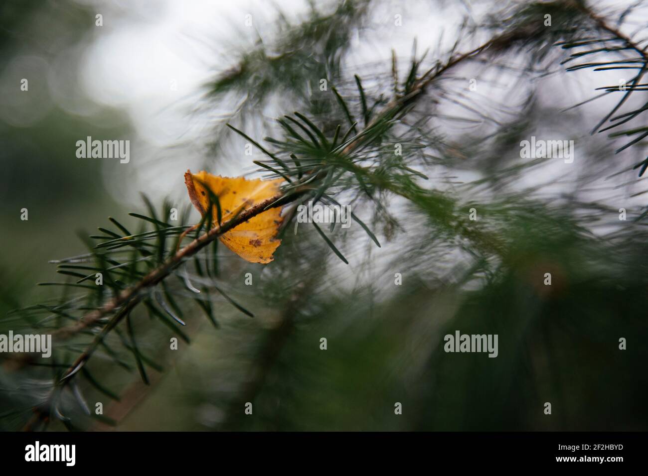 Germany, North Rhine-Westphalia, Teutoburg Forest, Tönsberg, conifer ...