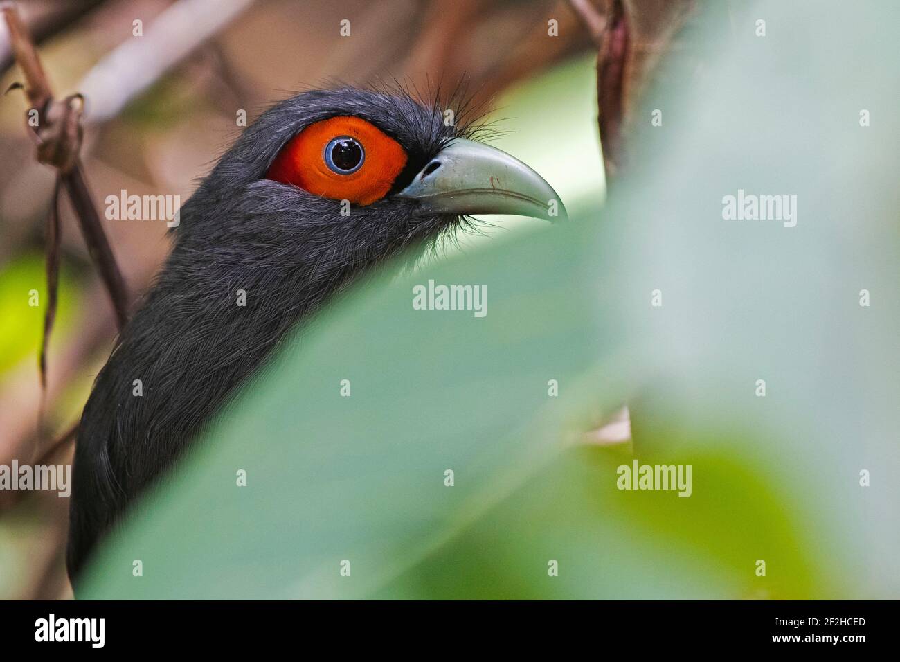 Singapore. 12th Mar, 2021. A chestnut-bellied malkoha is seen in the ...