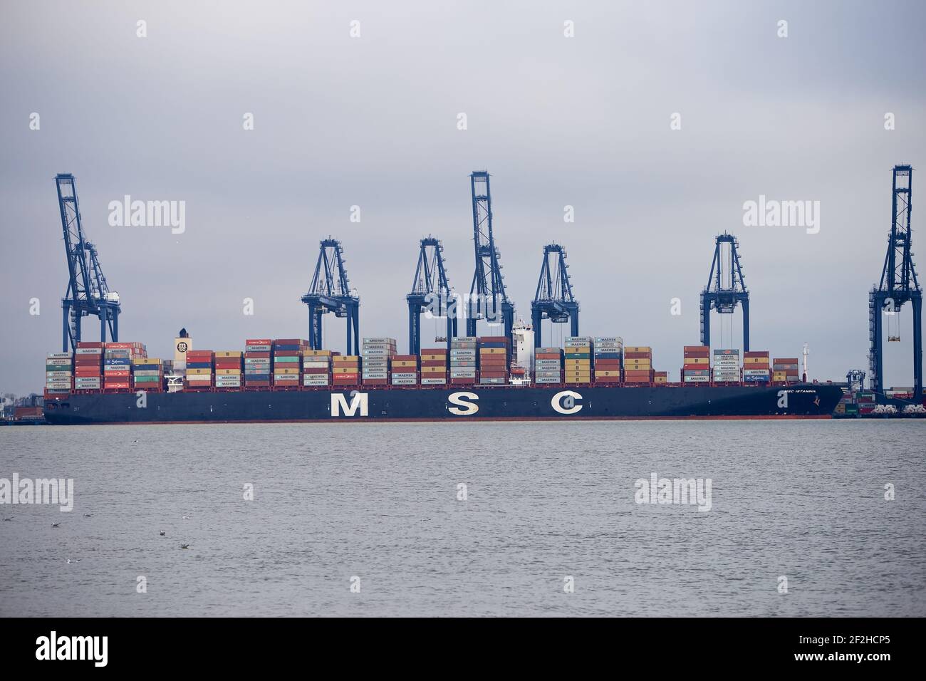 Container ship MSC Istanbul docked at the Port of Felixstowe, Suffolk ...