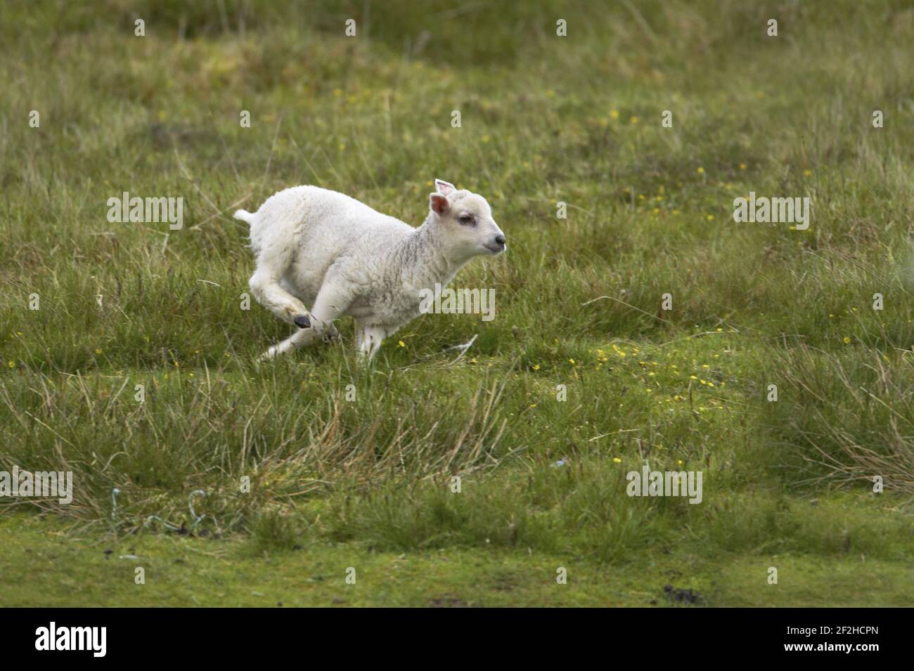 Running lamb hi-res stock photography and images - Alamy