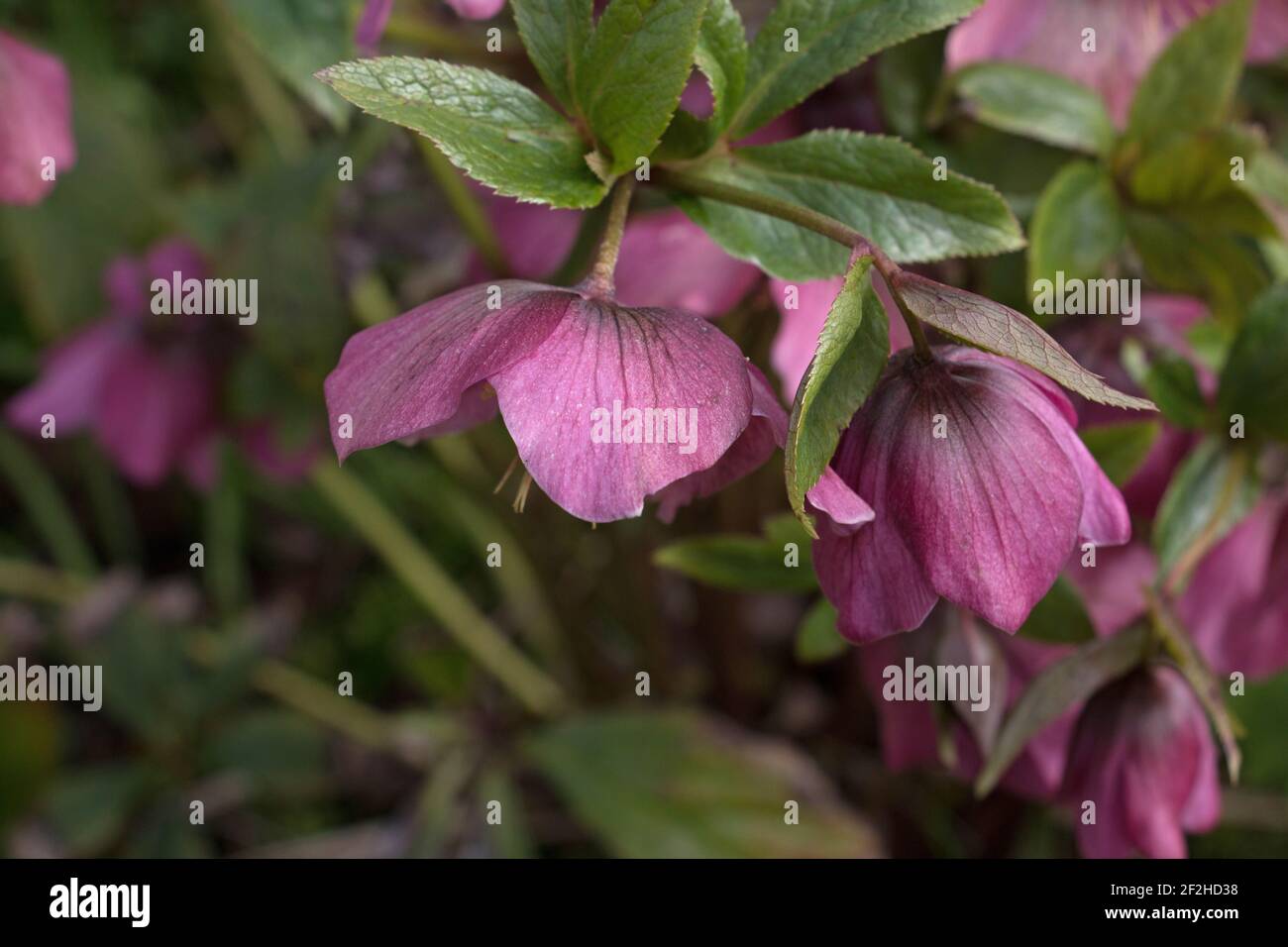 Spring blooms of pink hellebore flowers Helleborous orientalis, Lenten ...