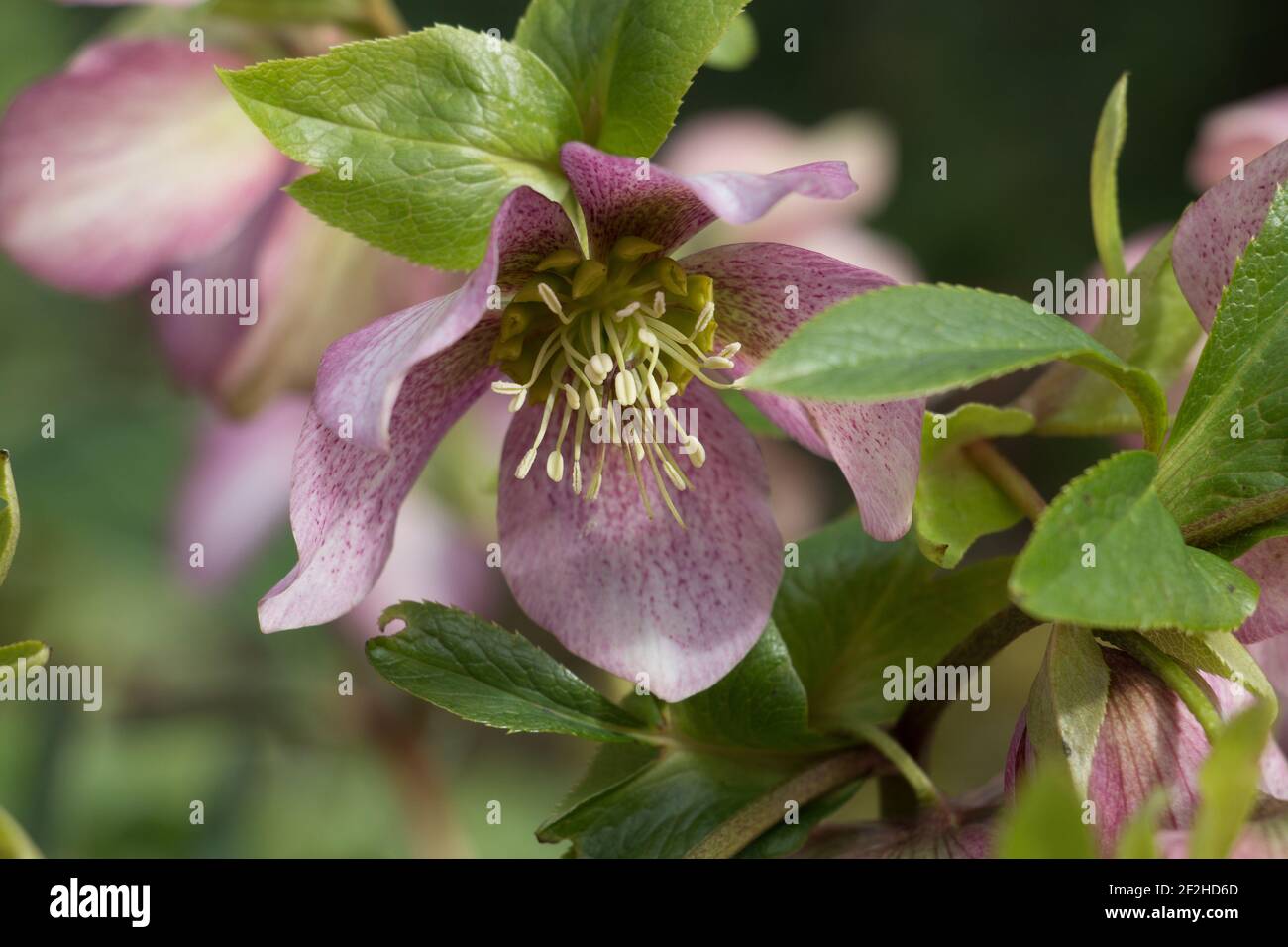 Side view hellebore flower foliage hi-res stock photography and images ...