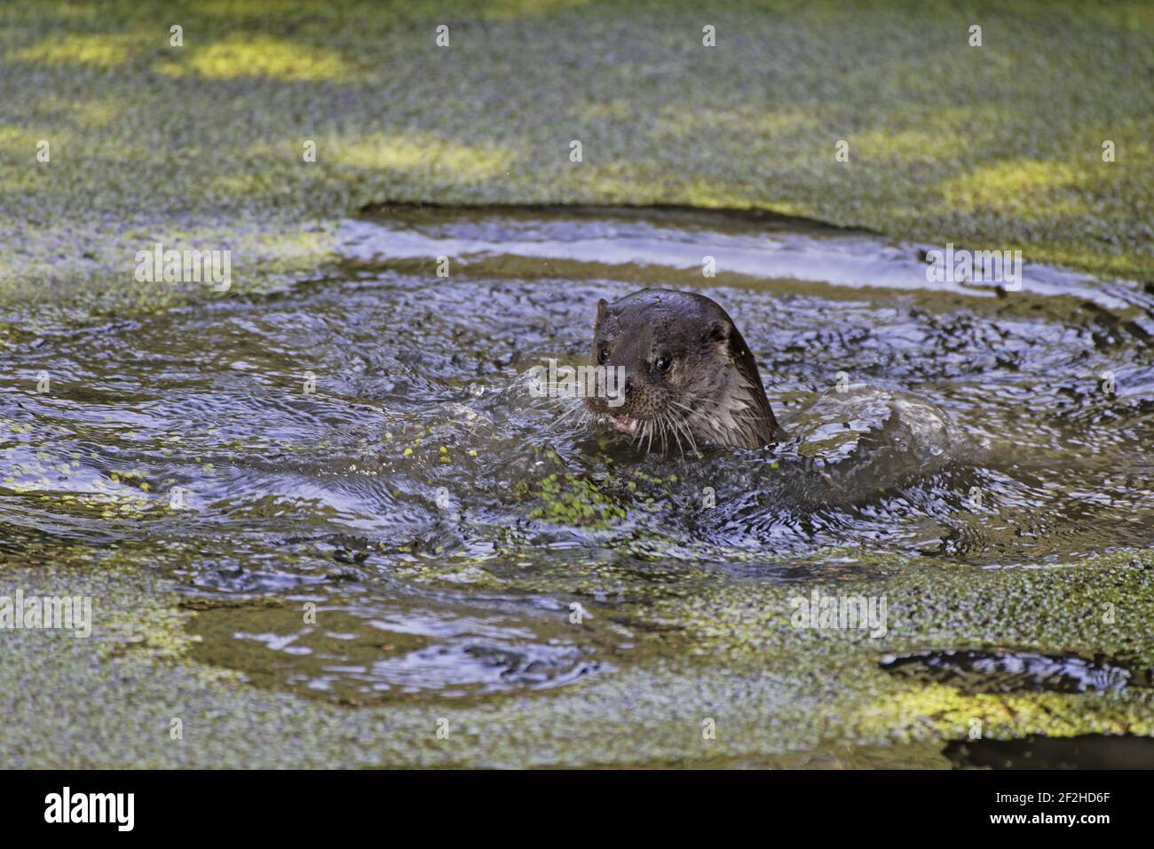 Playfighting otters hi-res stock photography and images - Alamy