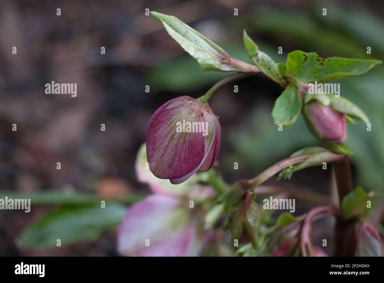 Hellebore leaves hi-res stock photography and images - Alamy