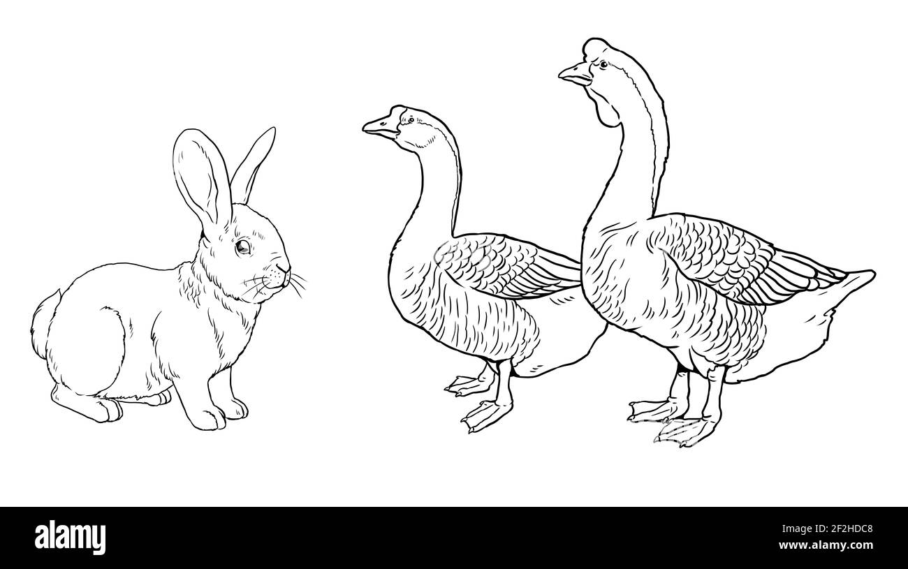 Funny rabbit and geese. Funny farm animals. Template for children to ...