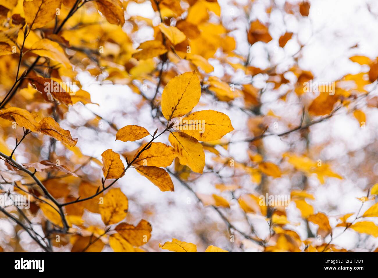 Beech, branches, detail, leaves, yellow Stock Photo - Alamy