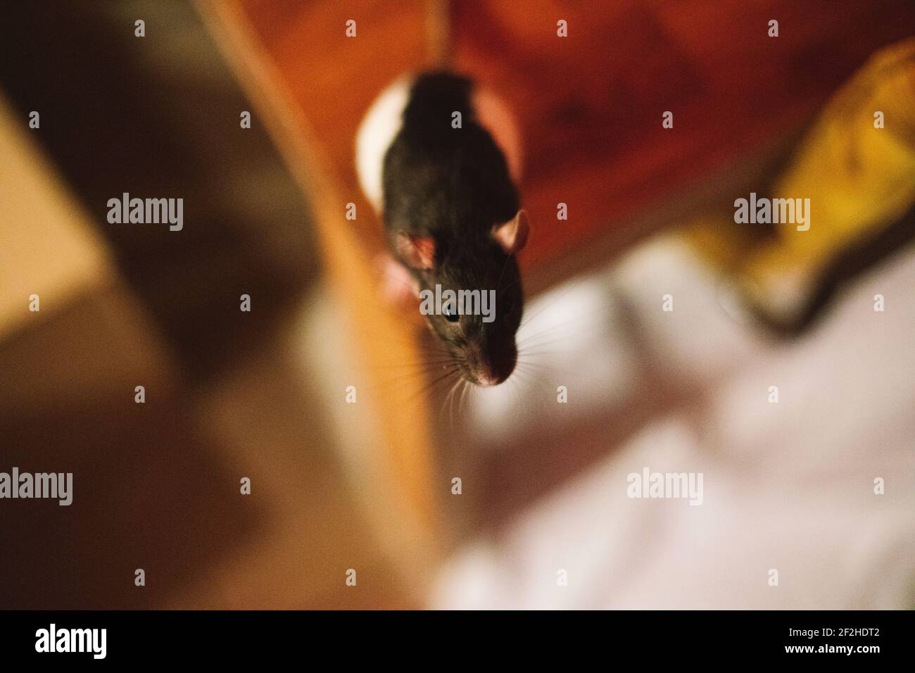 Black rat, pied Stock Photo - Alamy