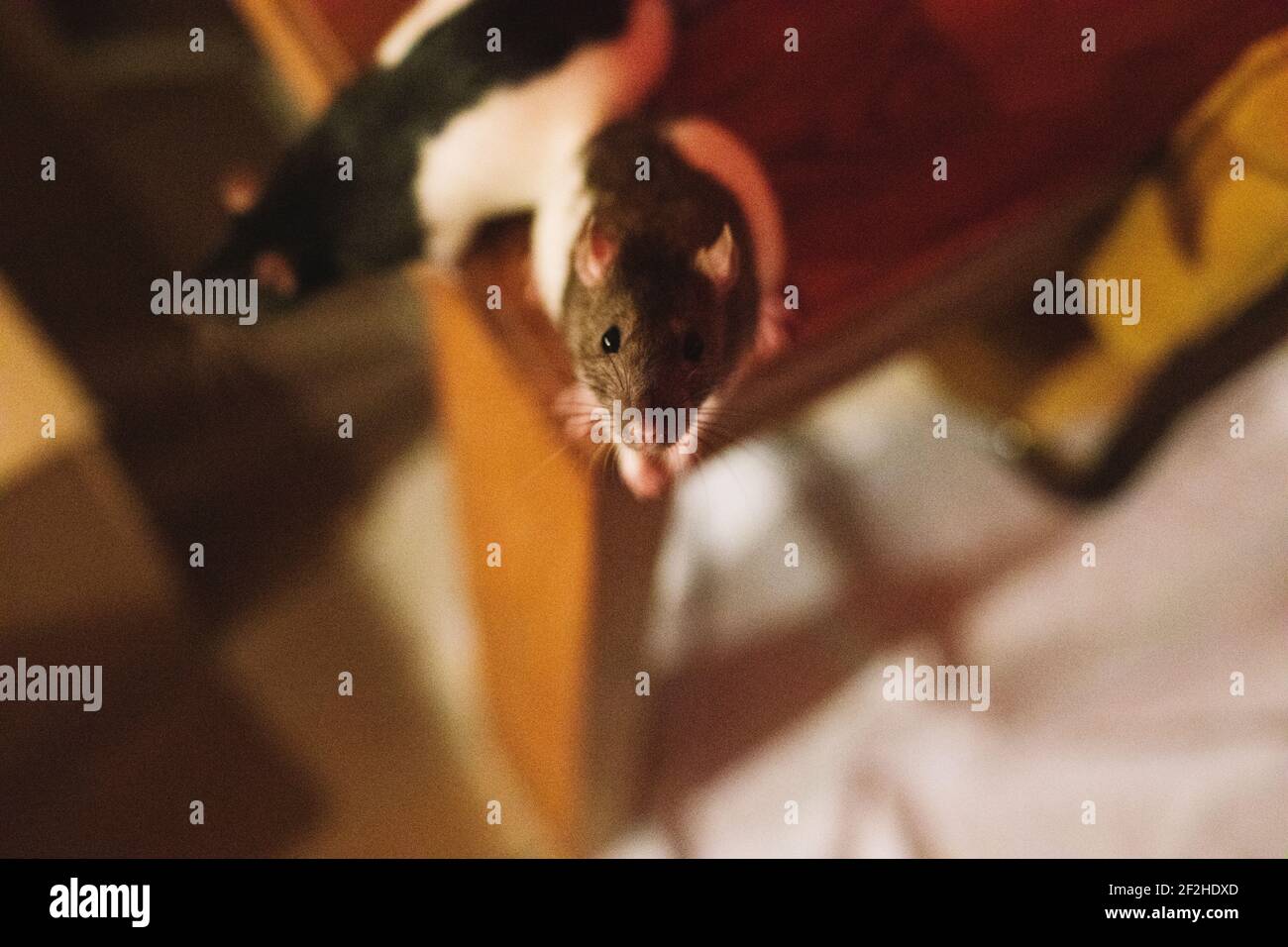 Black rat, pied Stock Photo - Alamy