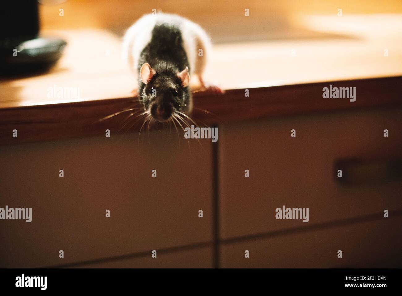 Rat shot hi-res stock photography and images - Alamy