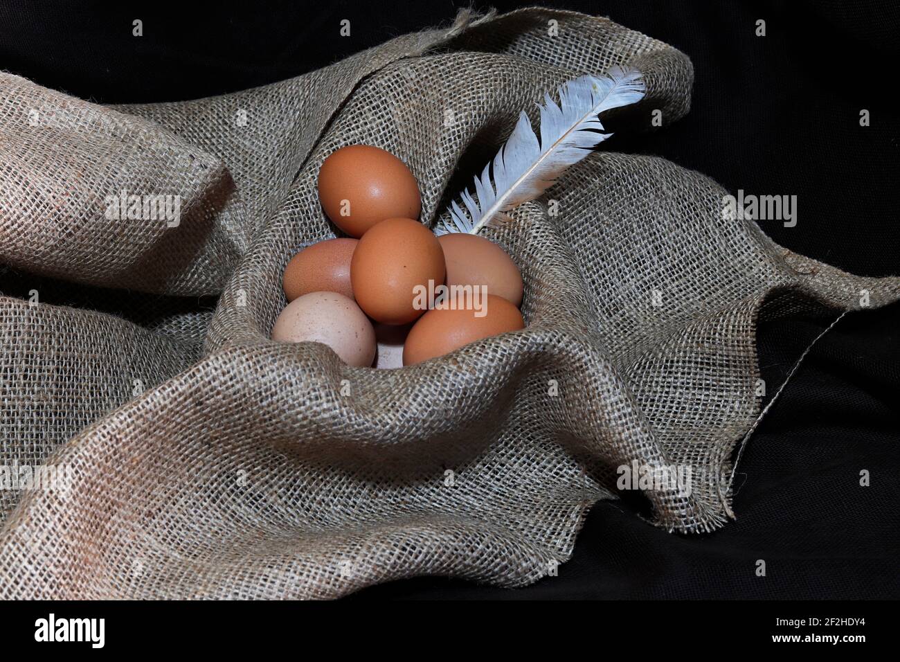 Free range chicken nest hi-res stock photography and images - Alamy